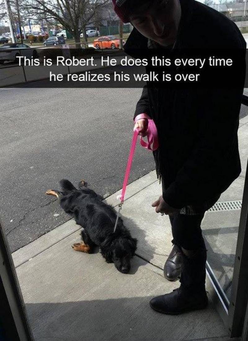 Dog Owner Sends Their Doggo’s Pic To A Wrong Number, It Goes Viral As ...