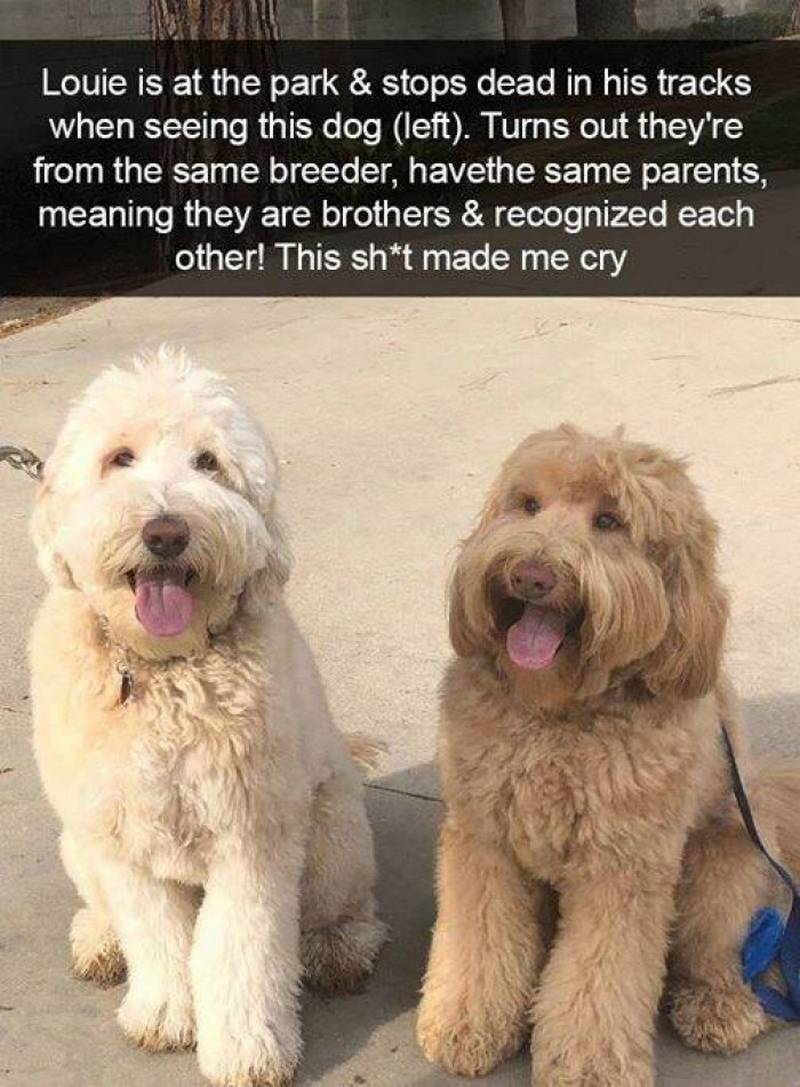 Dog Owner Sends Their Doggo’s Pic To A Wrong Number, It Goes Viral As ...