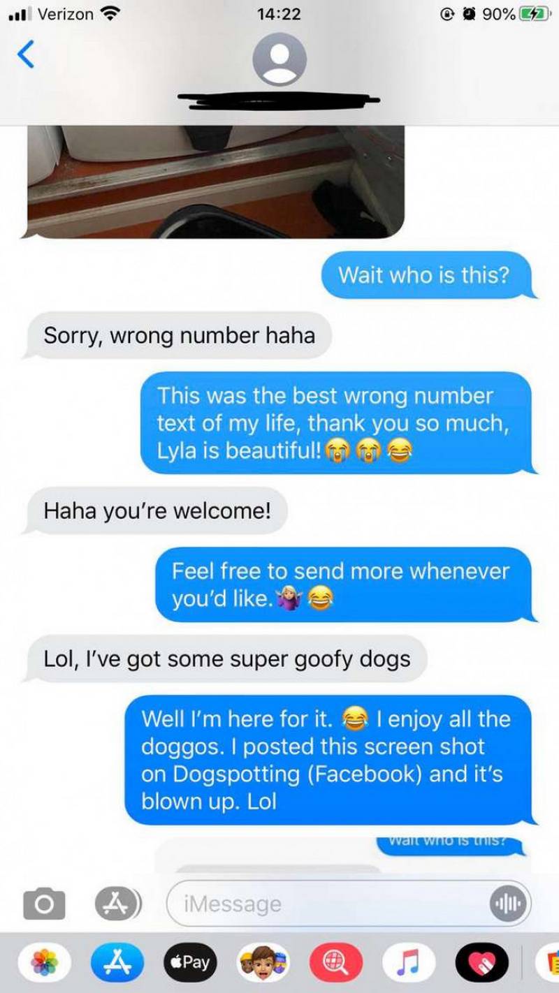 Dog Owner Sends Their Doggo’s Pic To A Wrong Number, It Goes Viral As ...