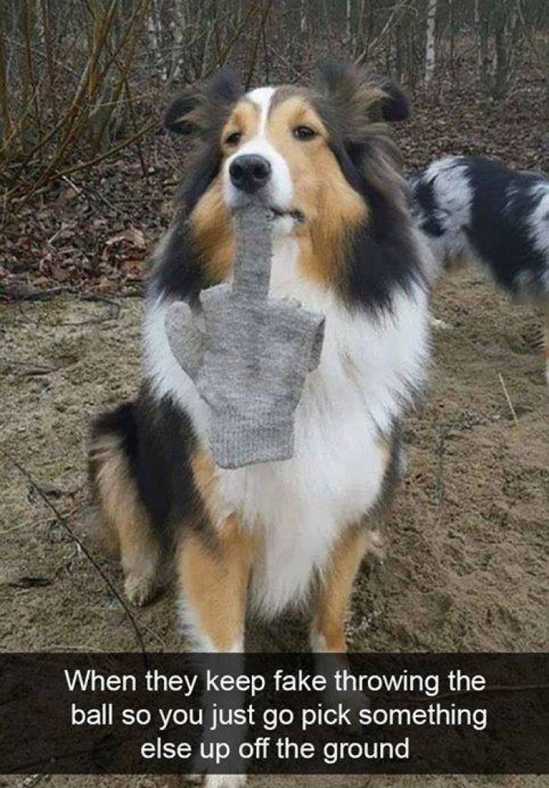 Dog Owner Sends Their Doggo’s Pic To A Wrong Number, It Goes Viral As ...