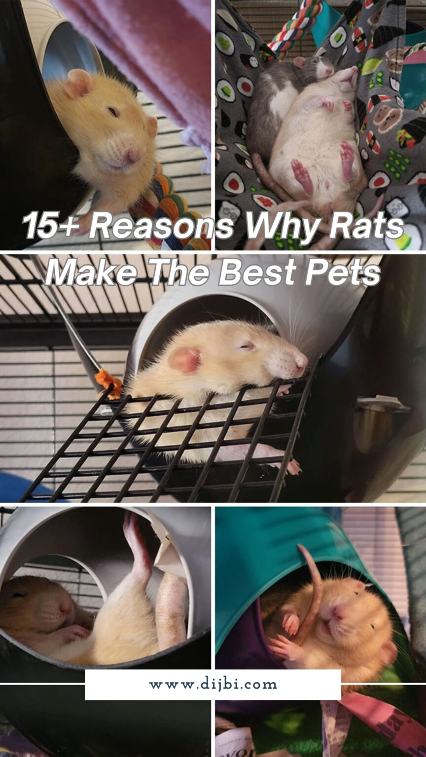 15+ Reasons Why Rats Make The Best Pets - Dijbi